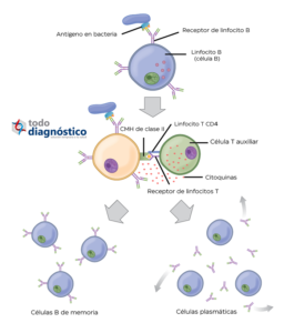 Memoria inmunológica, inmunidad adquirida y vacunación